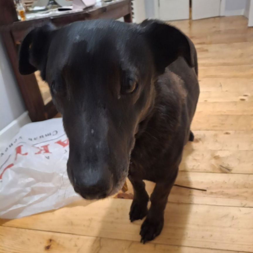 Собака в добрые руки