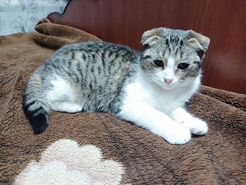 Вислоухая кошка