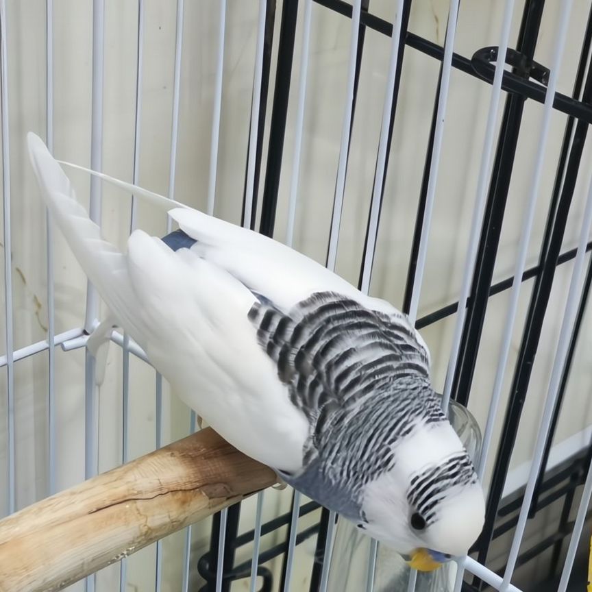 Пара волнистиков девочка мальчик