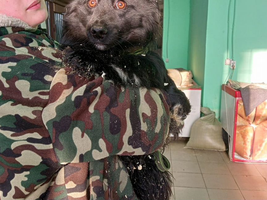 Кобель Миха в хорошую семью бесплатно