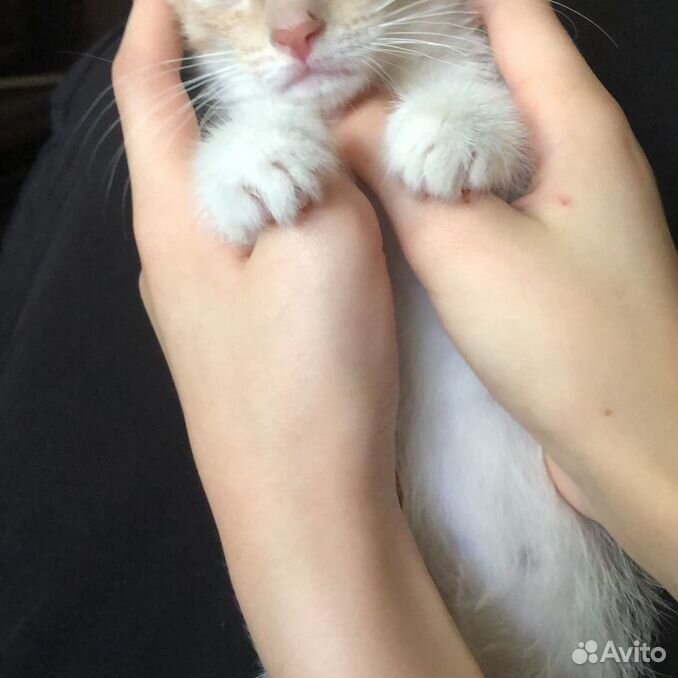 Котёночек 2 мес в добрые руки с лотком и игрушкой