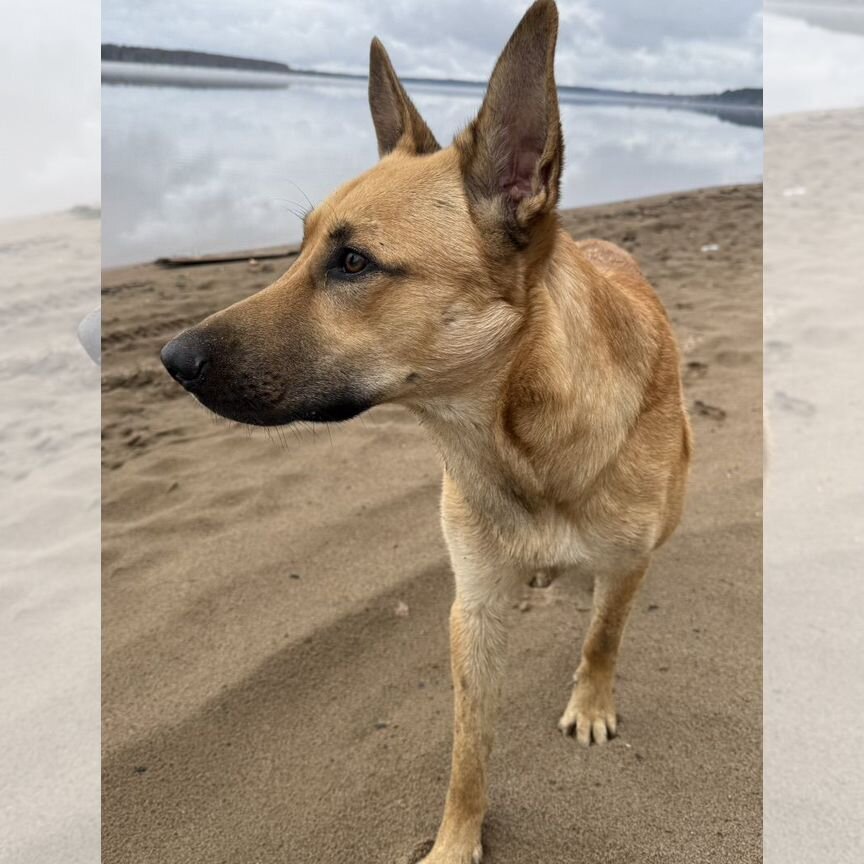 Взрослый пёс в добрые руки