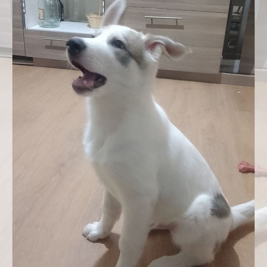 Сибирский хаски, щенок