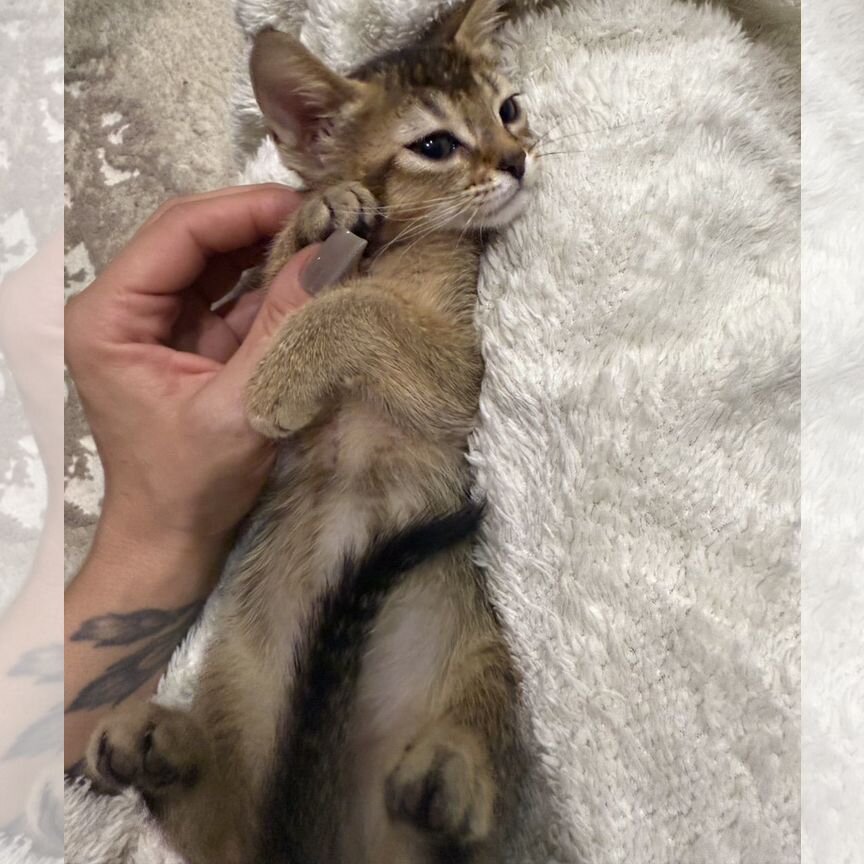 Абиссинский котёнок