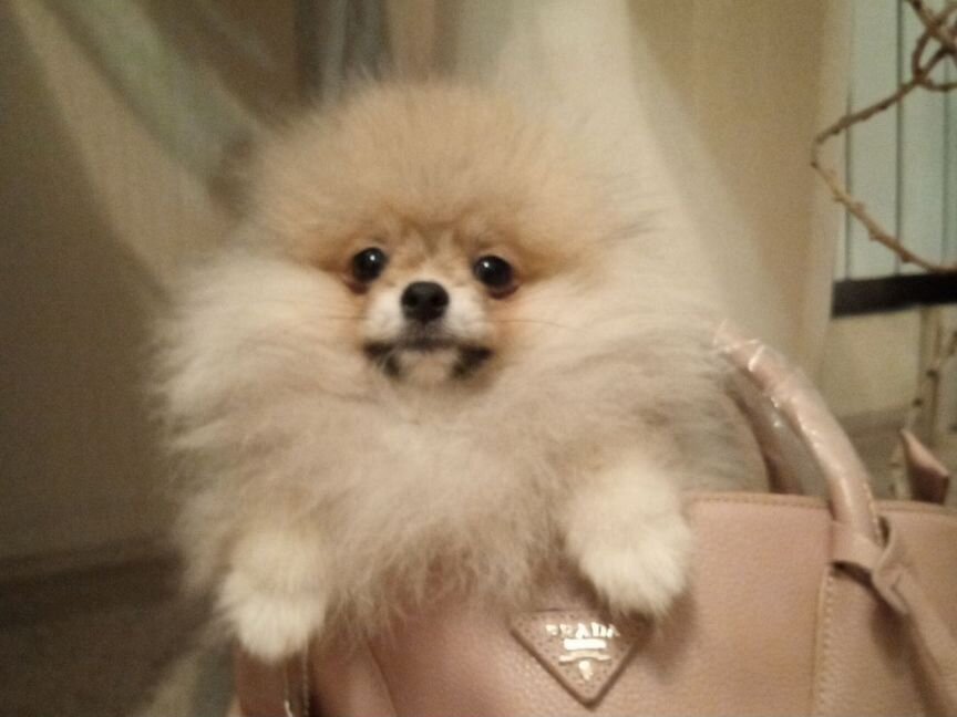 Шпиц девочка мишка