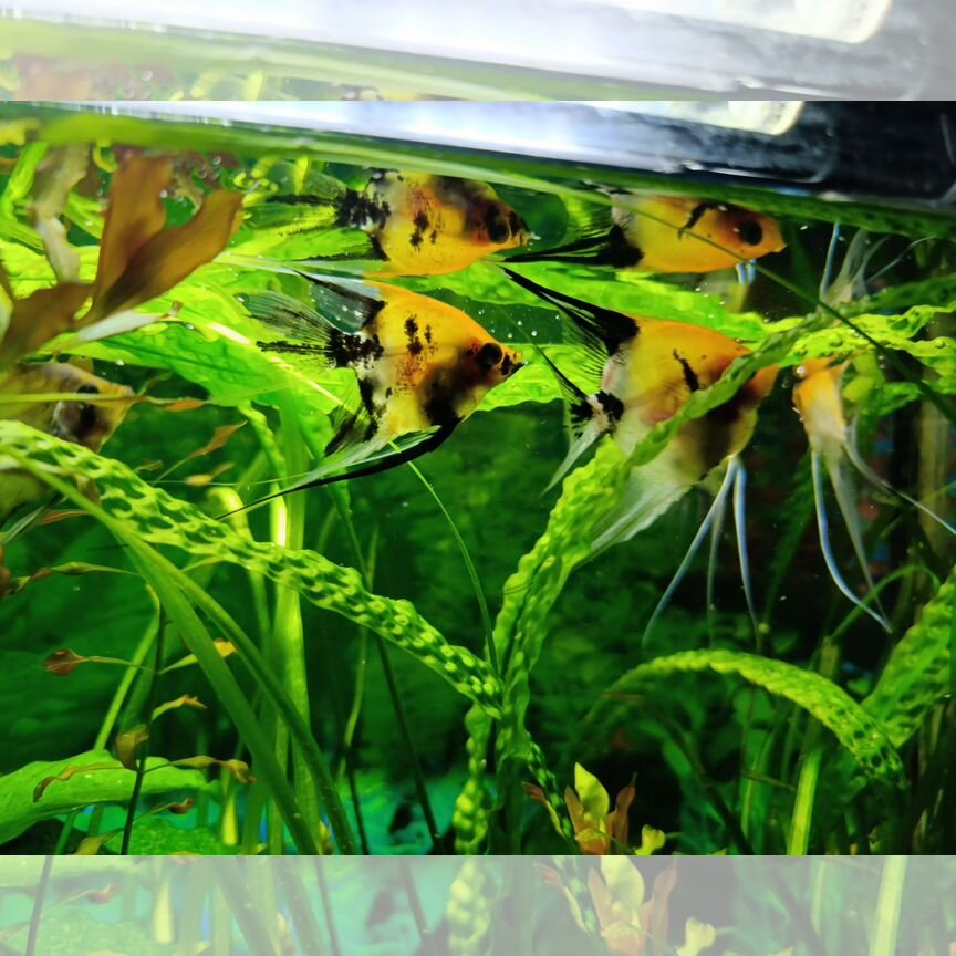 Скалярии кои смесь 8 месяцев