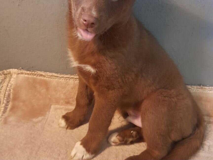 Малыши ищут дом