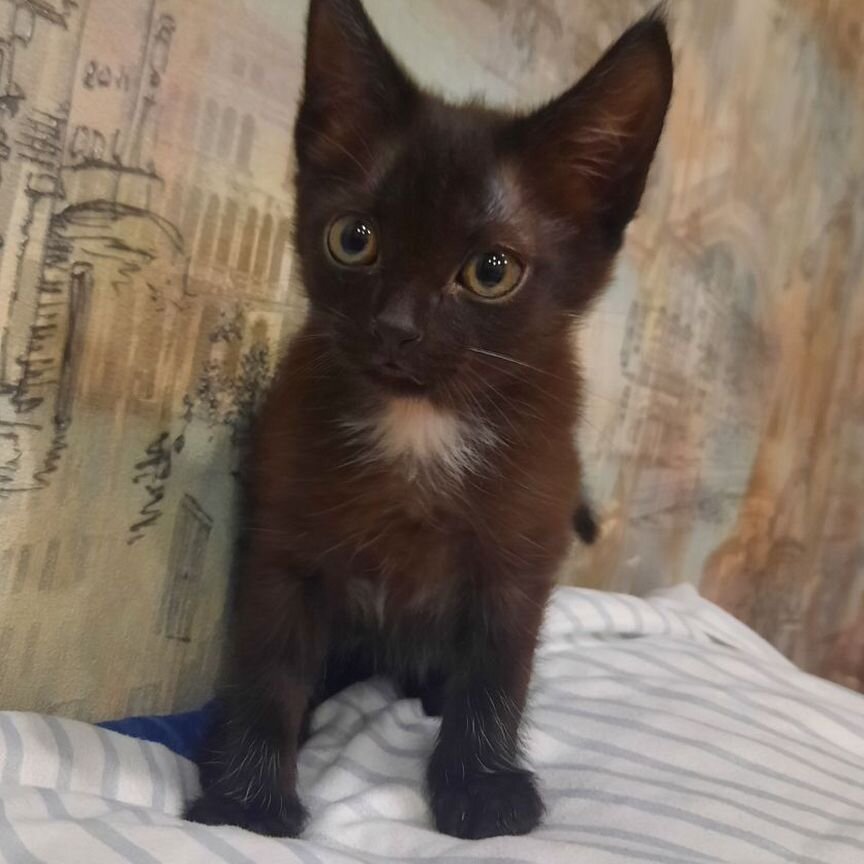 Котёнок в добрые руки