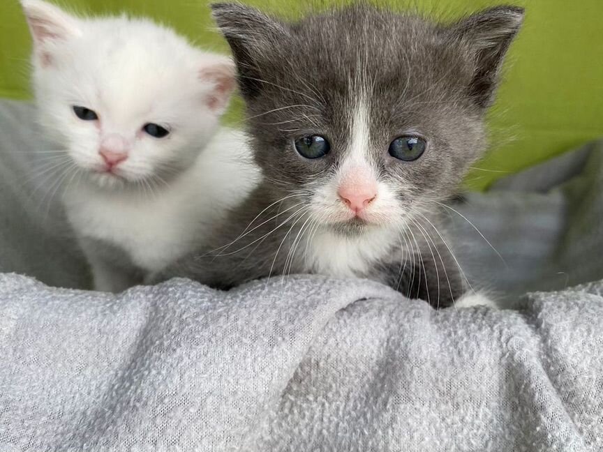 Котята