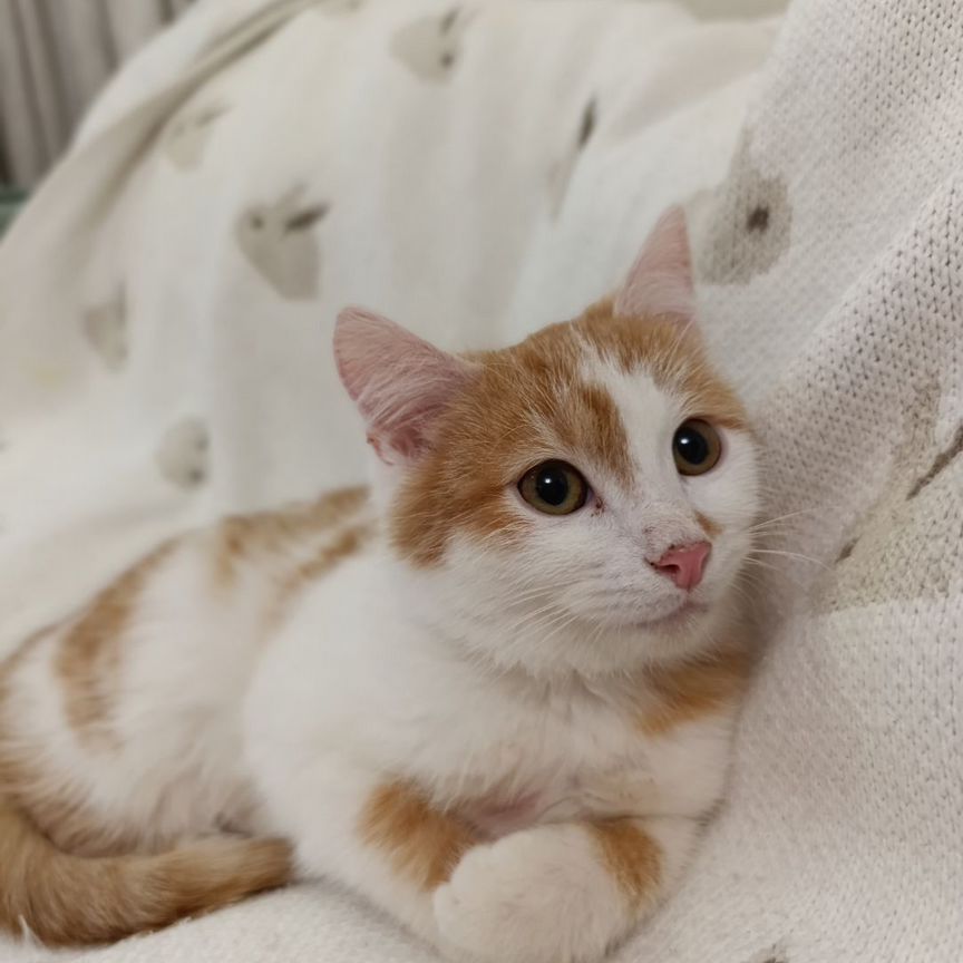 Котенок Санни в добрые руки