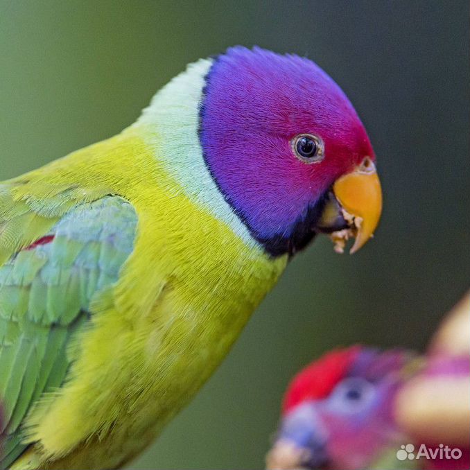 Кольчатый Сливоголовый попугай