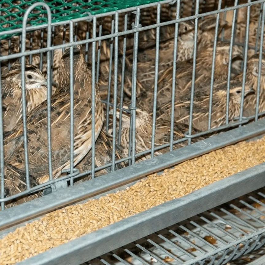 Перепела с гарантией Доставка в день заказа