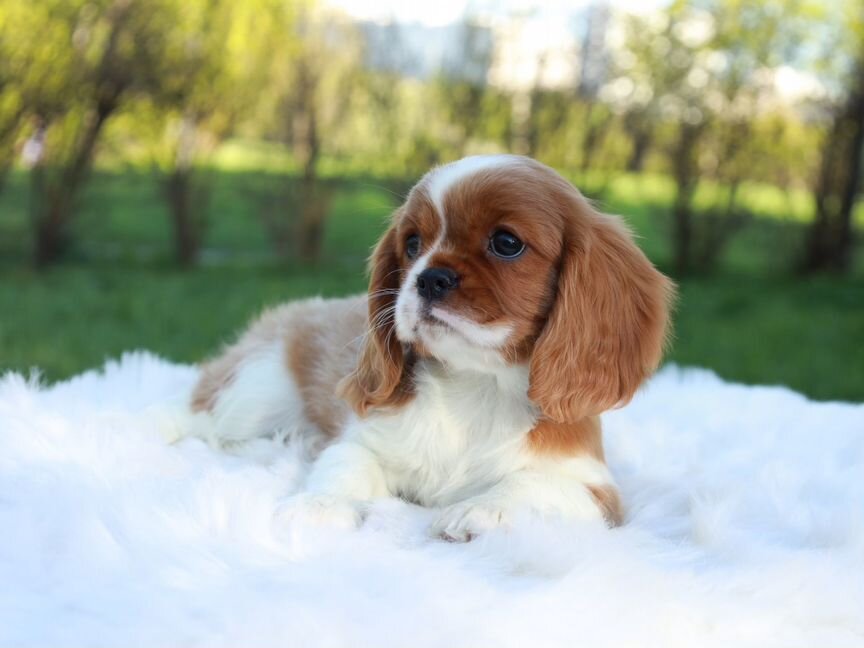 Чудесная малышка Кавалер Кинг Чарльз спаниель