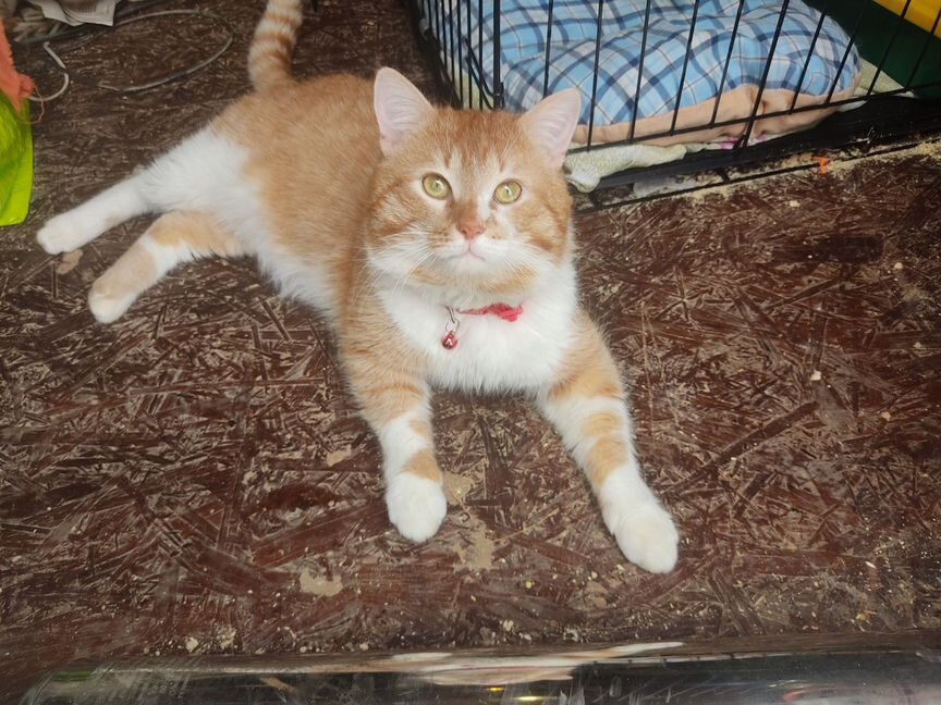 Кот молодой в добрые руки