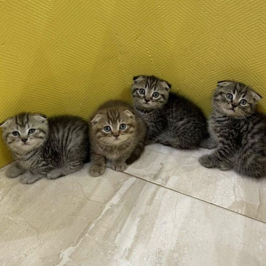 Шотландские котята