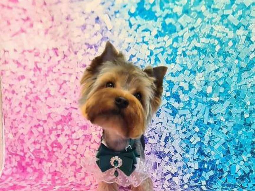 Йоркширский терьер вязка