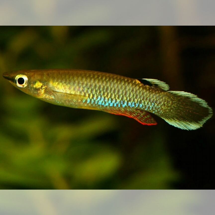 Аплохейлус панхакс - Aplocheilus panchax