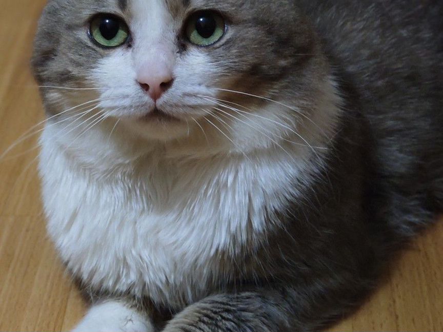 Котик в добрые руки