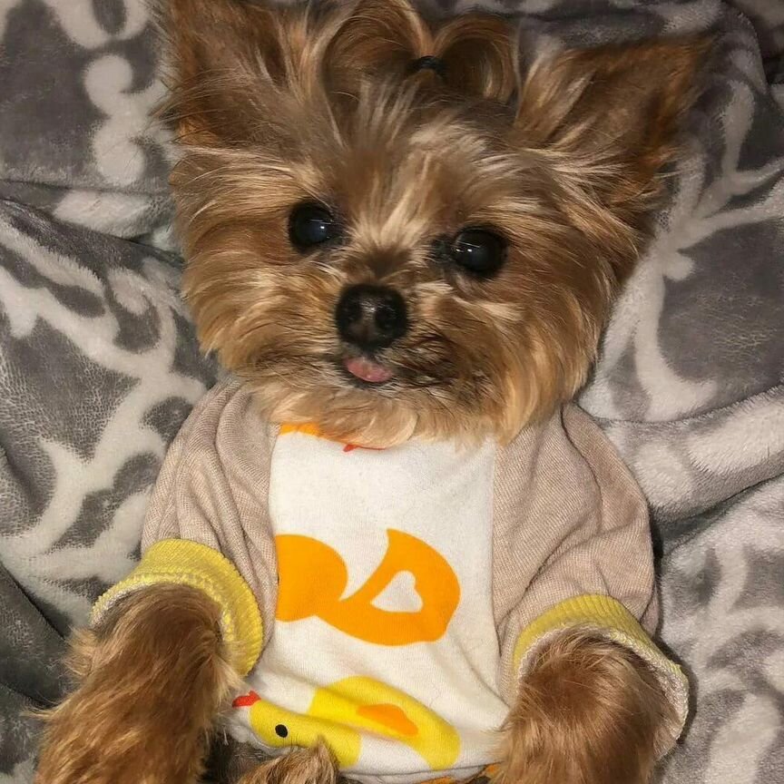 Йоркширский терьер отдам