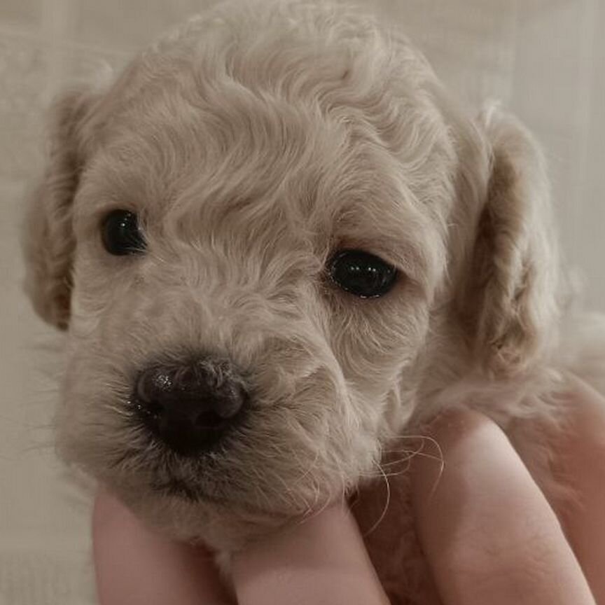 Мальтипу, щенок