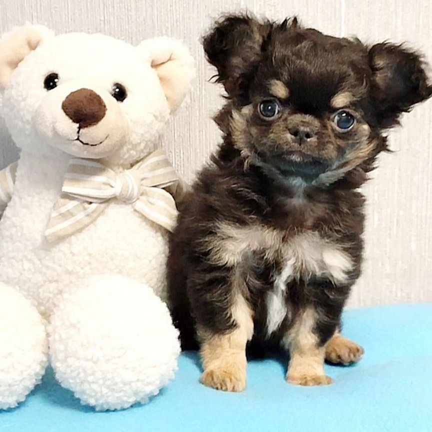 Кудряшка Сью