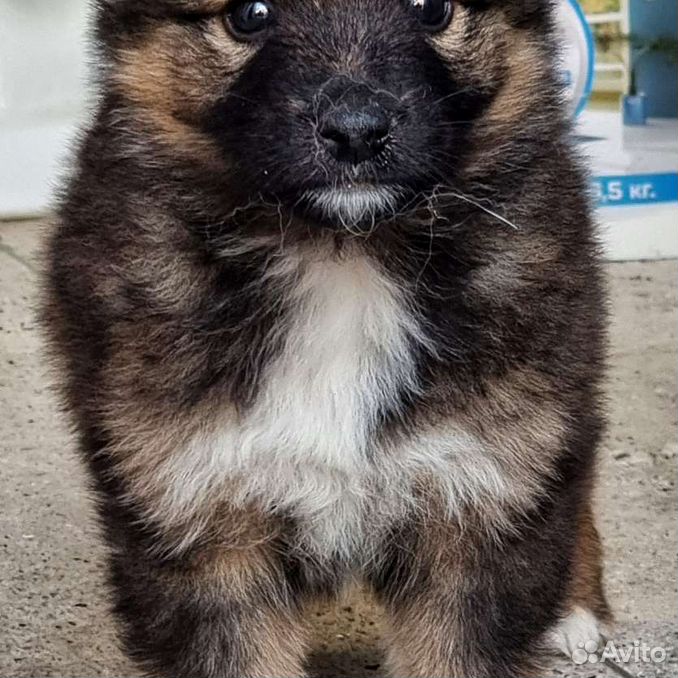 Щенок овчарки и сибирской хаски