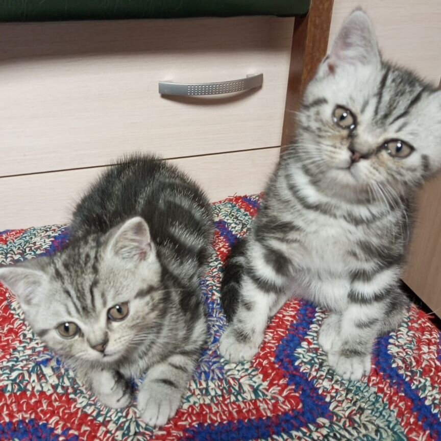 Британский короткошёрстный котёнок