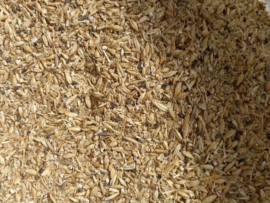 Кормовой ячмень