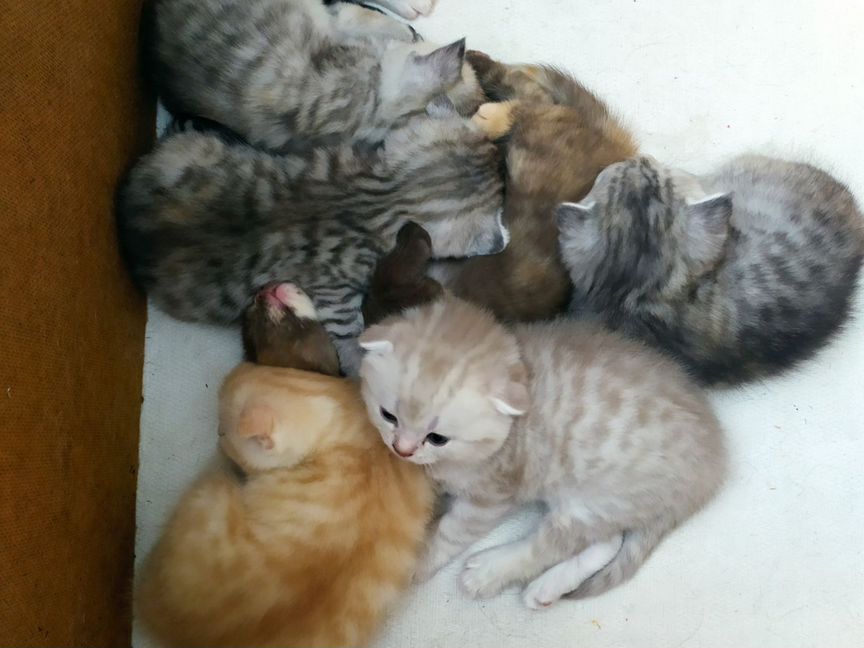 Кошка