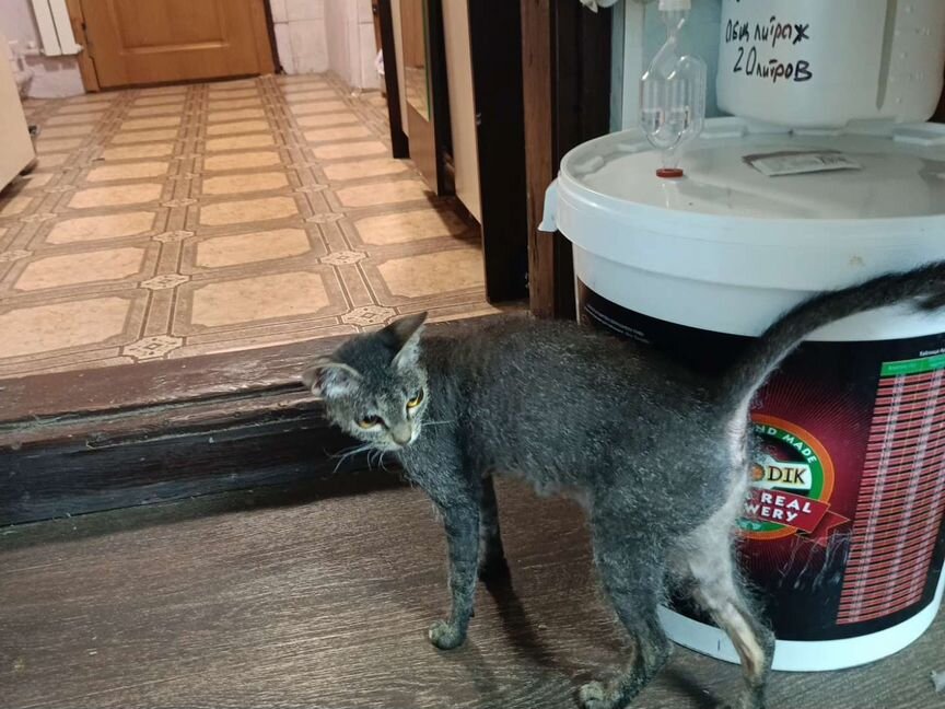 Донской сфинкс браш котята