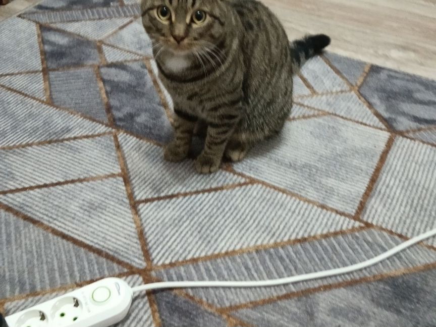 Отдам кота (1год)