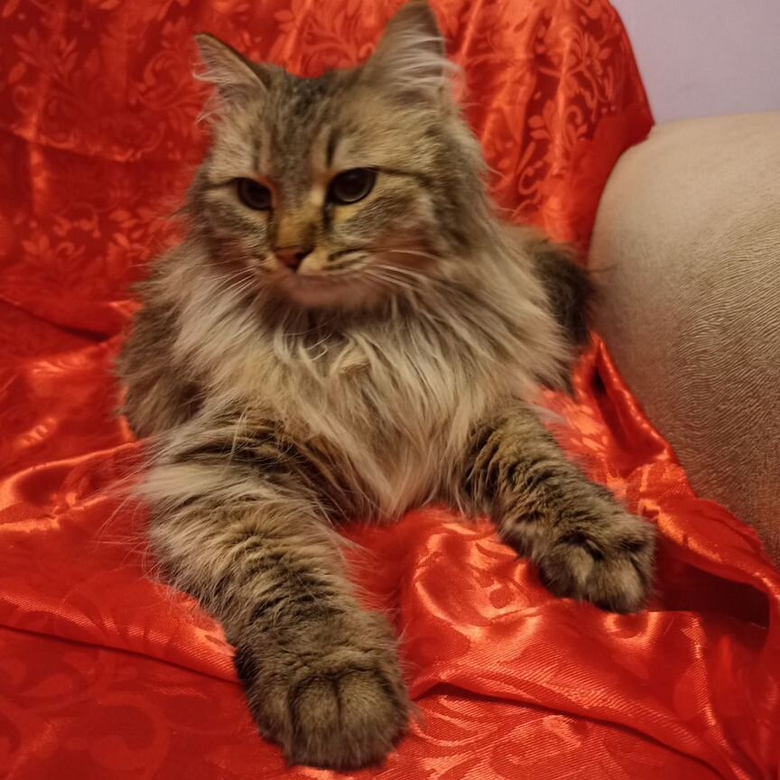 Взрослая, кошка в добрые руки