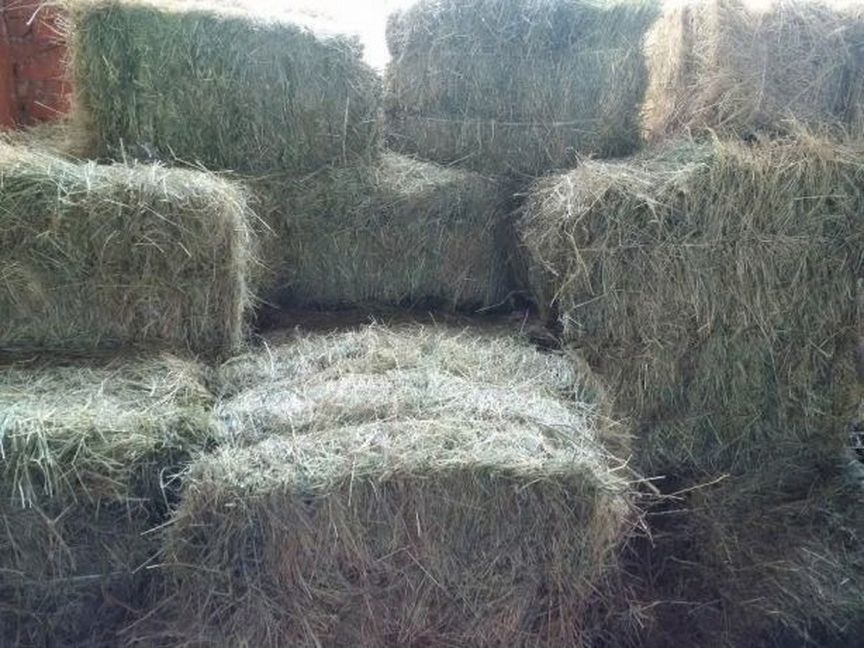 Сено в брикетах