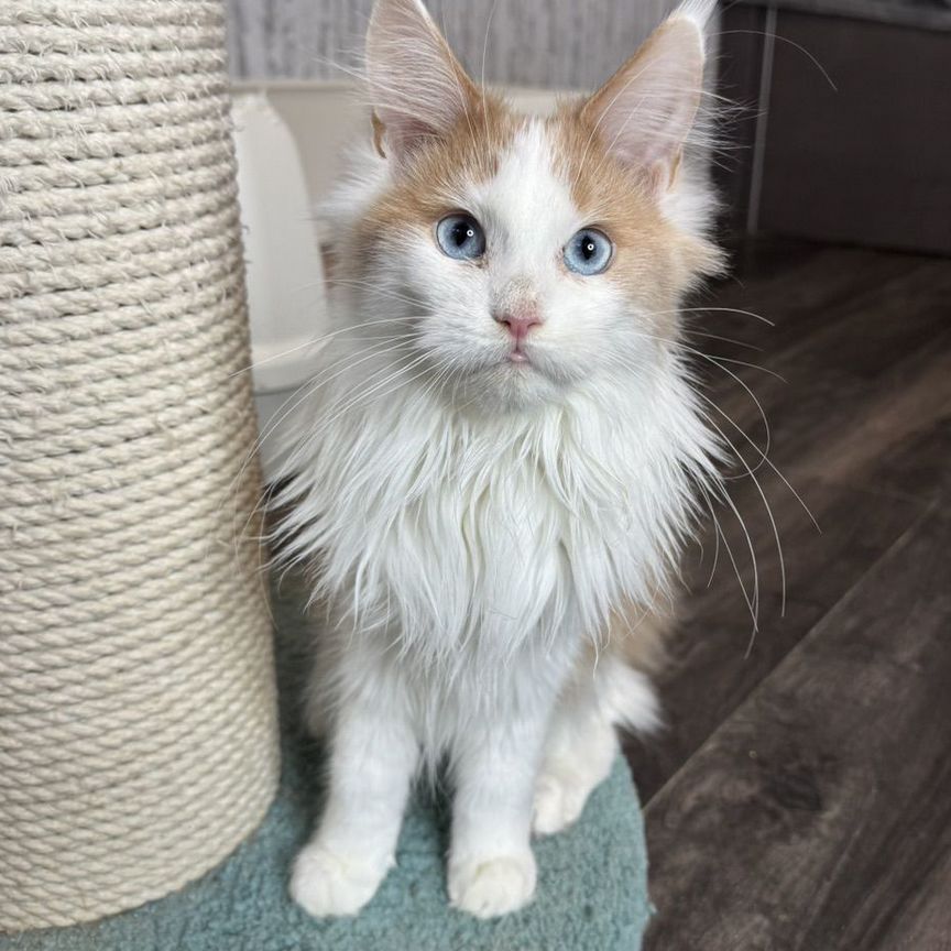 Котята мейн-кун