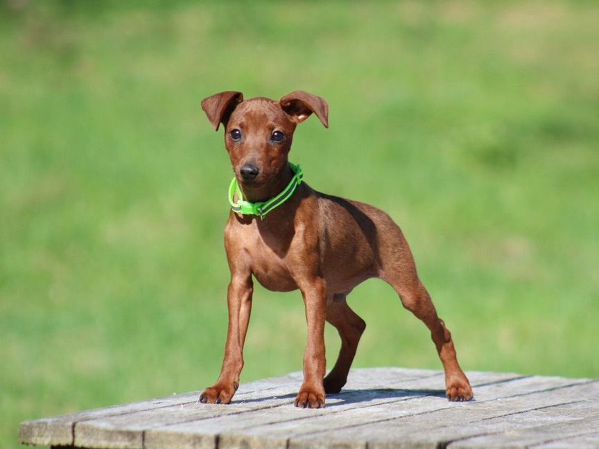 Цвергпинчер