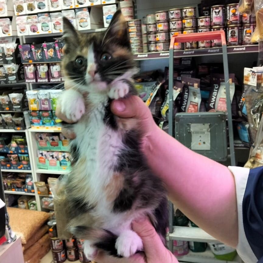 Котёнок в добрые руки