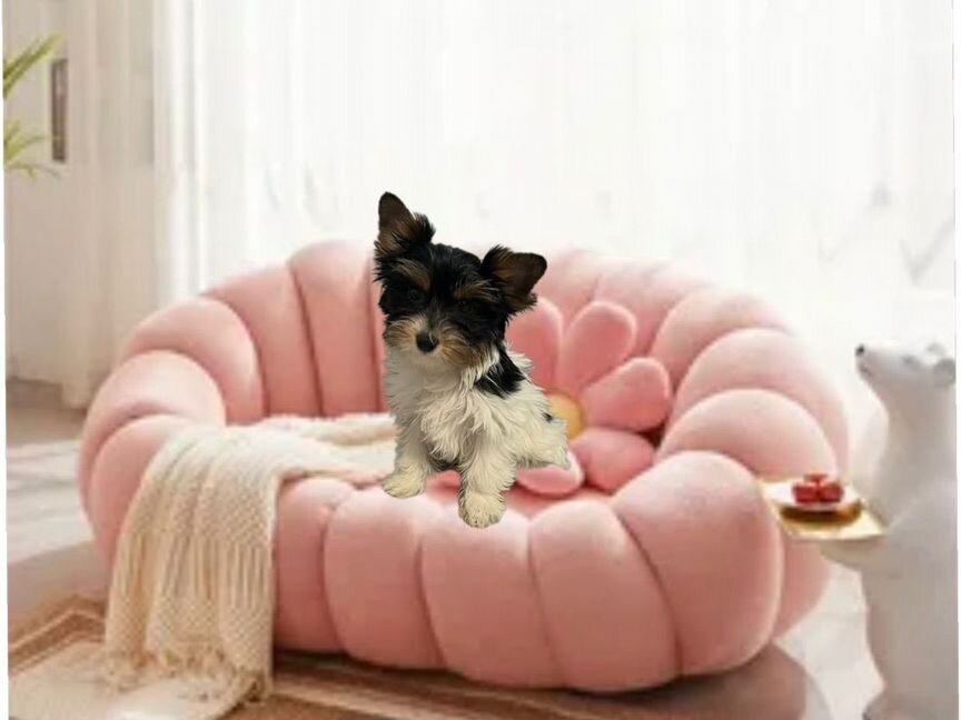 Щенки бивер йорка