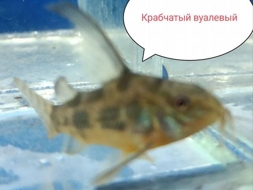 Аквариумные рыбки