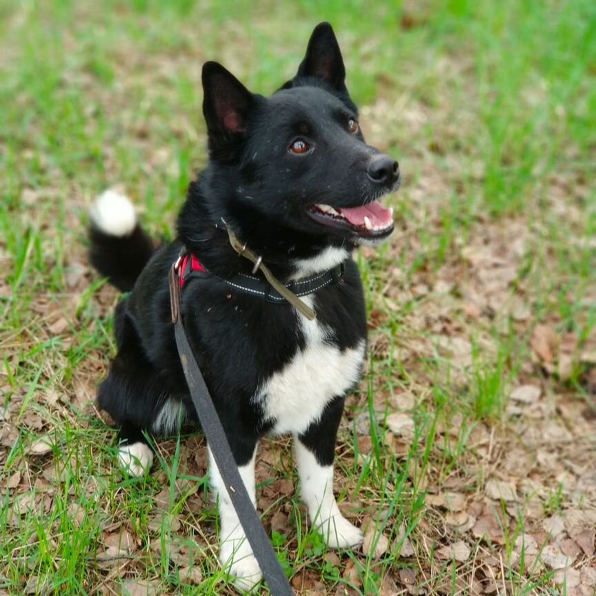 Очаровательный Томас ищет семью