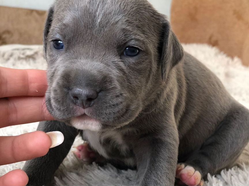 Алиментный кобель аст