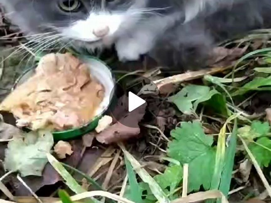 Котенок ищет дом