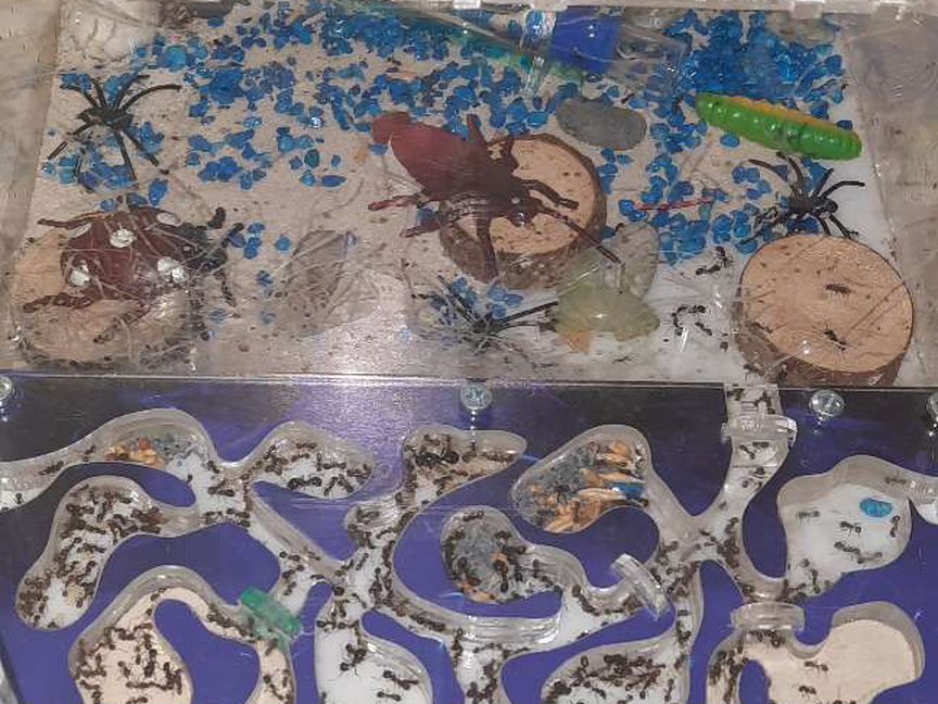 Муравьиная ферма с муравьями