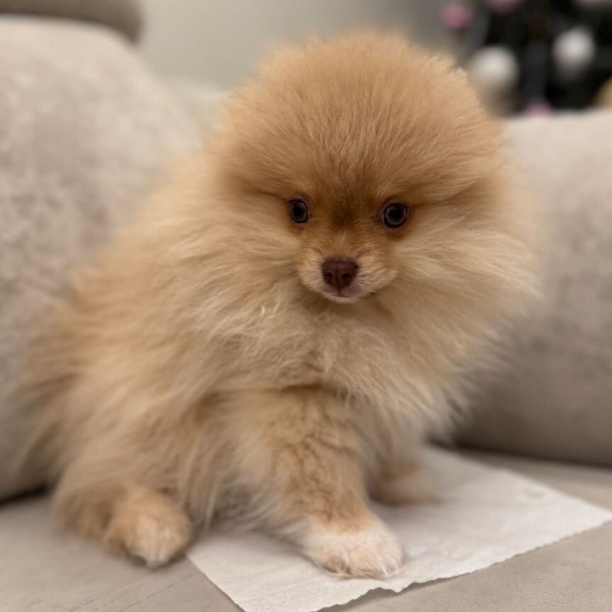 Померанский шпиц, щенок