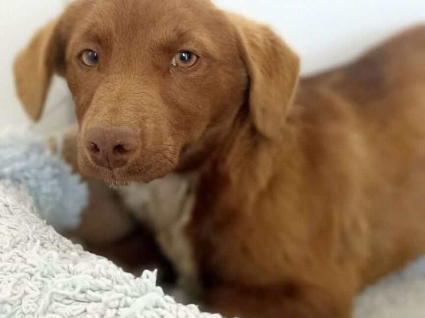 Маленькая собака бесплатно