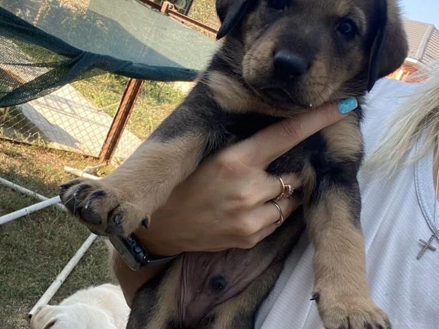 Щенок мальчик