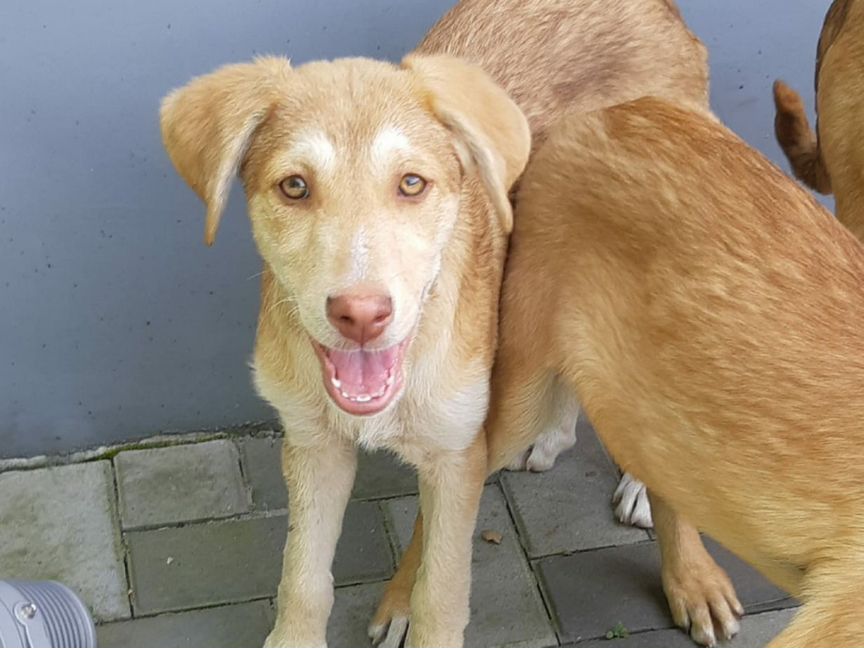 Щенки, девочки, 4 месяца/ рыжие, палевые