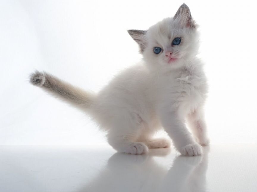 Котята рэгдолл от питомника