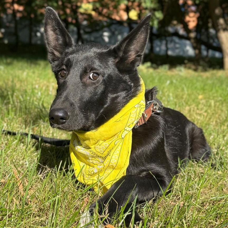 Взрослый пёс в добрые руки