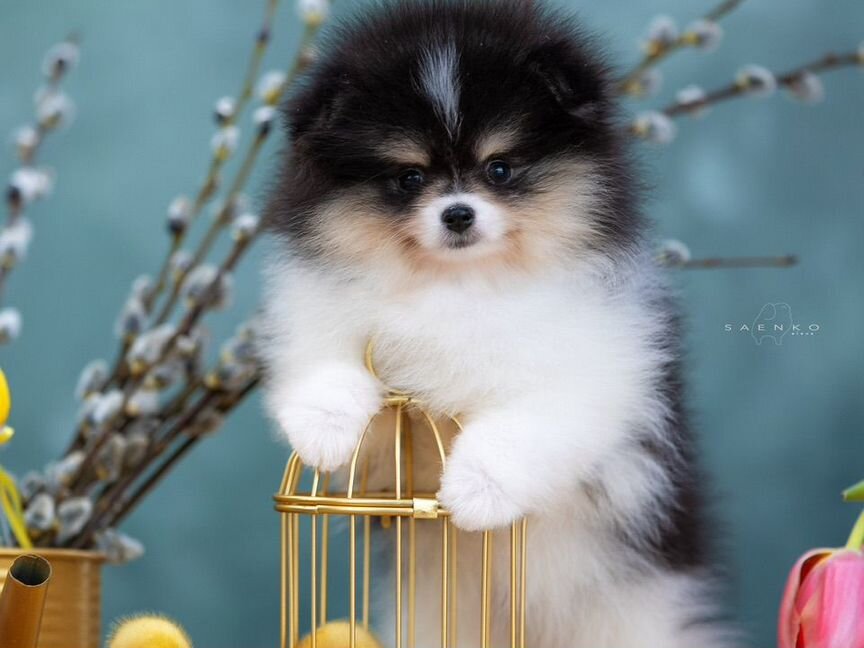 Девочка Триколор