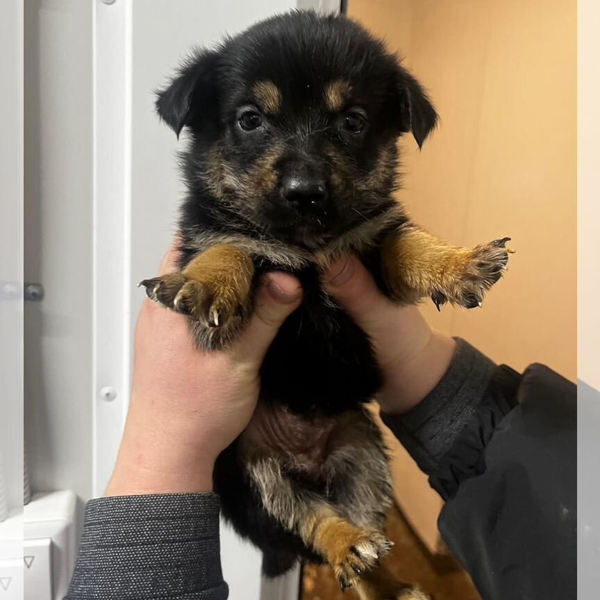 Щенок в добрые руки